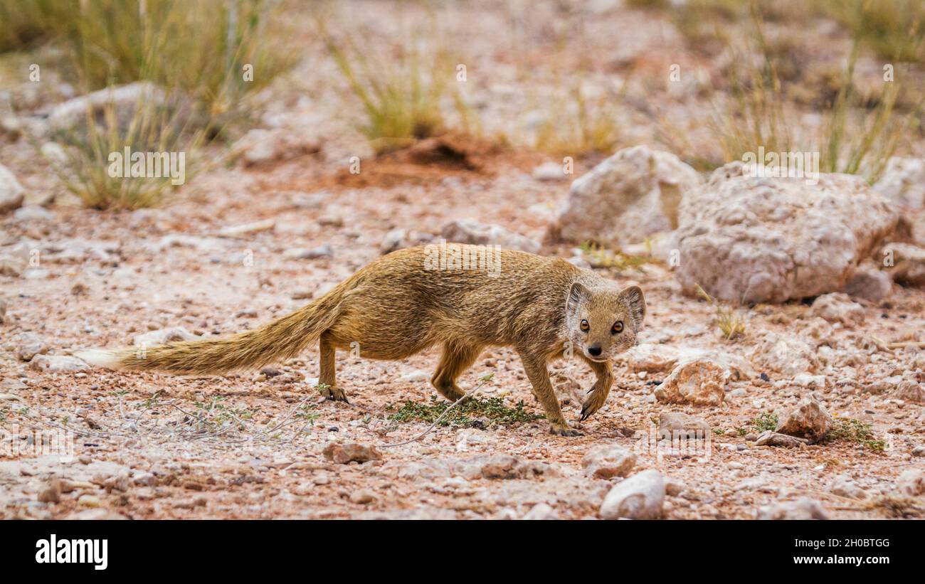 Yellow mongoose (Cynictis penicillata) walking in scrubland in ...