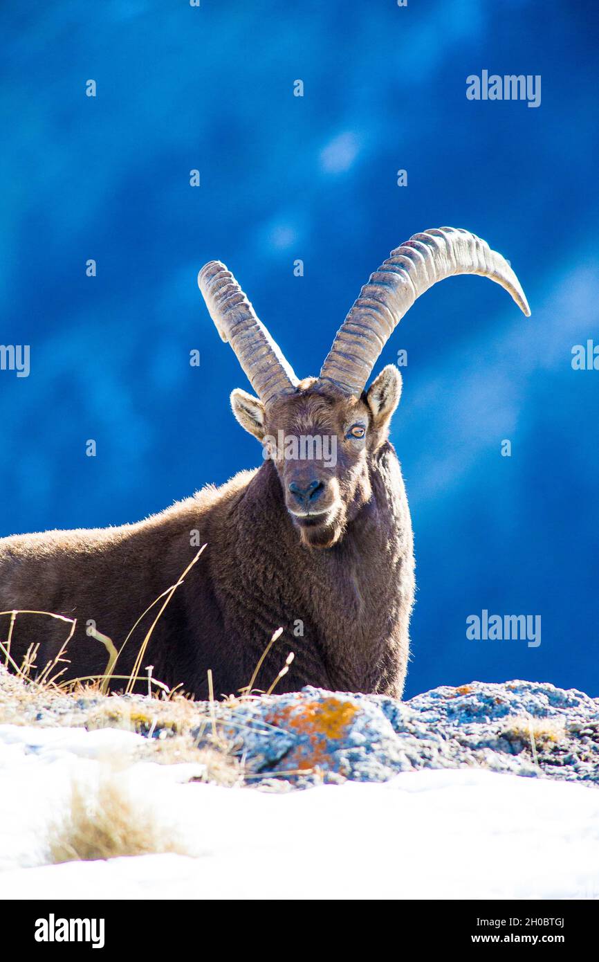 Alpine ibex (Capra ibex), Ubaye valley, Alpes de Haute Provence, France ...