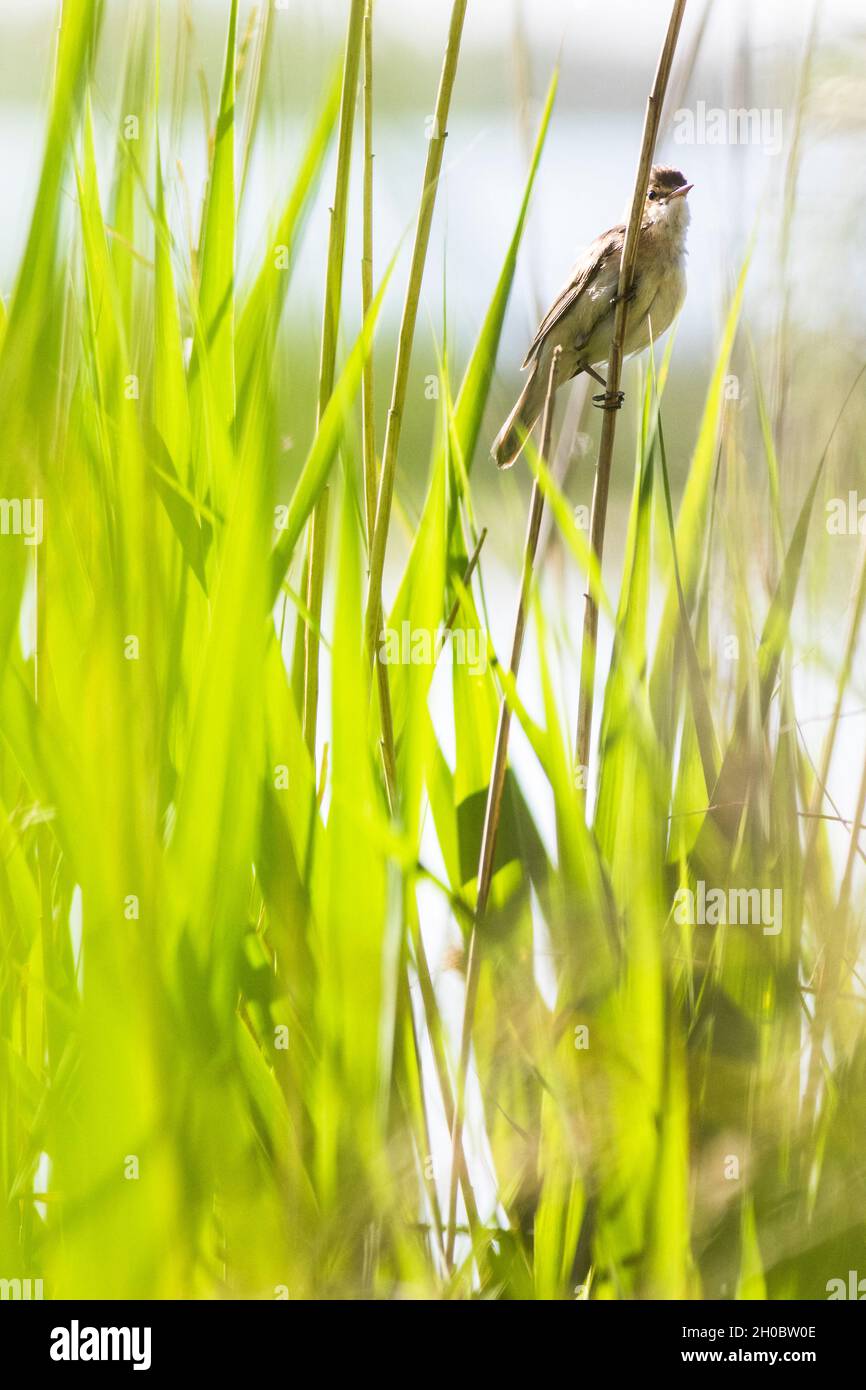 Eurasian Reed Warbler (Acrocephalus scirpaceus) on reed, Camargue ...