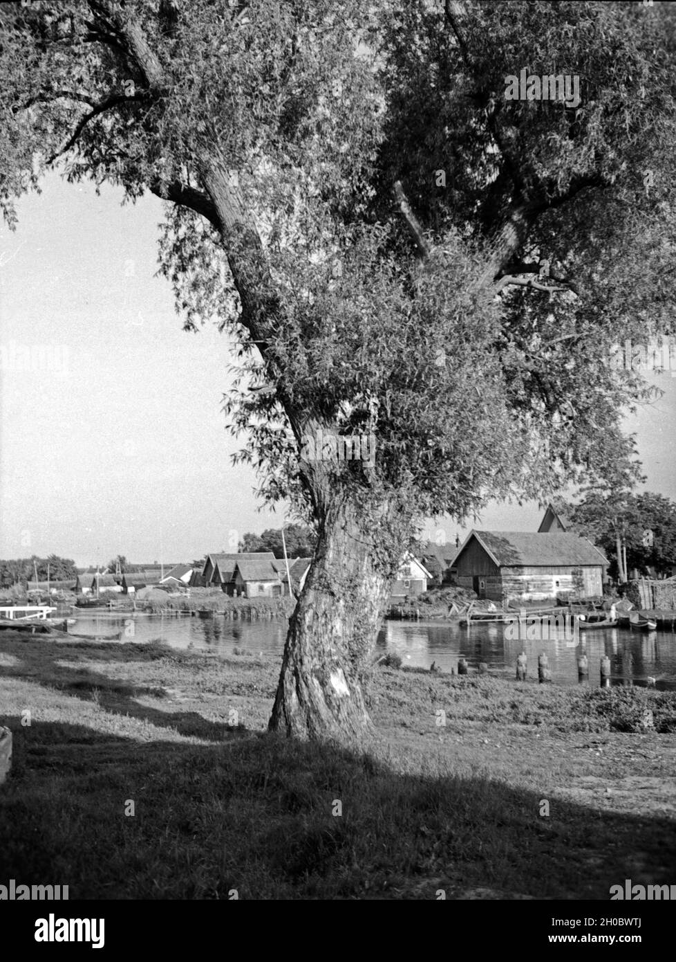Ein alter Baum im Dorf Inse im Memeldelta, Ostpreußen, 1930er Jahre. An ...