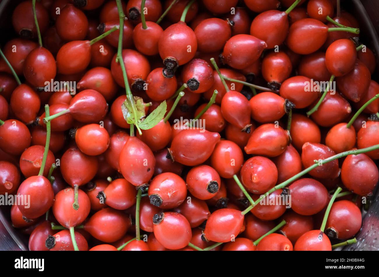 Rose haw berries hi-res stock photography and images - Alamy