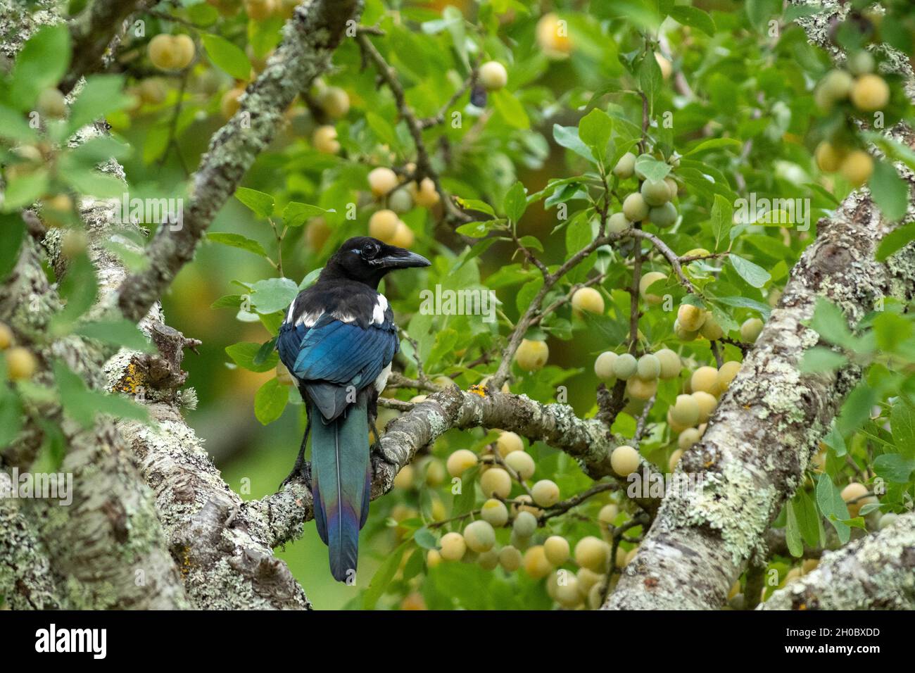 Black-billed Magpie (Pica pica), adult seeks to eat in a fruit tree ...