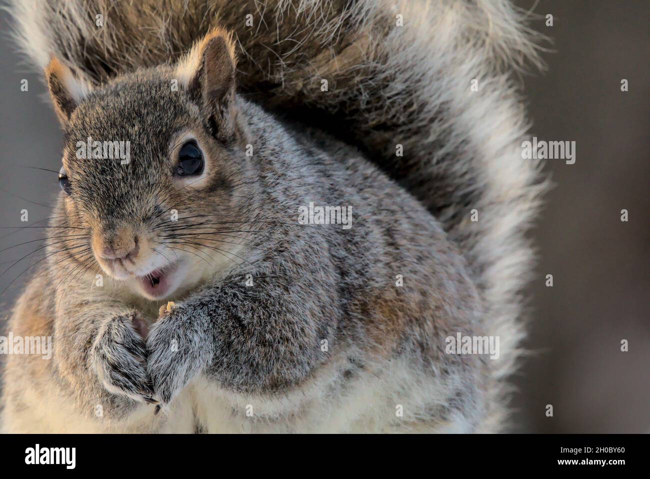 Close up squirrel mouth open hi-res stock photography and images - Alamy