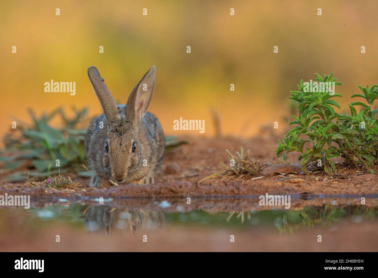 Wild rabbit (Oryctolagus cuniculus) drinking, Castile, Spain Stock ...
