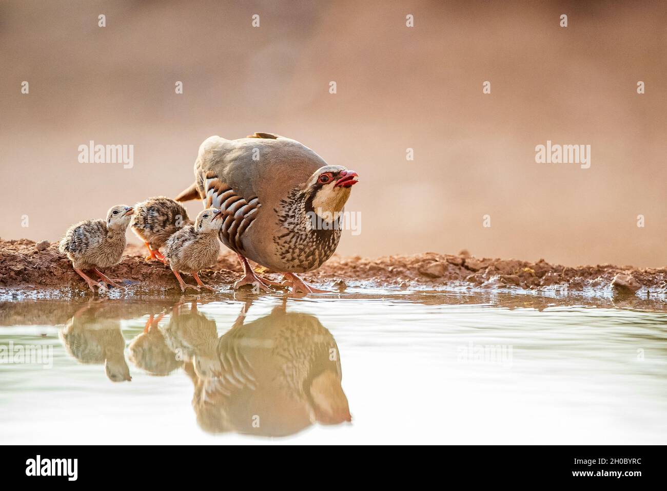 Red-legged Partridge (Alectoris rufa) and its chicks, drinking in a ...
