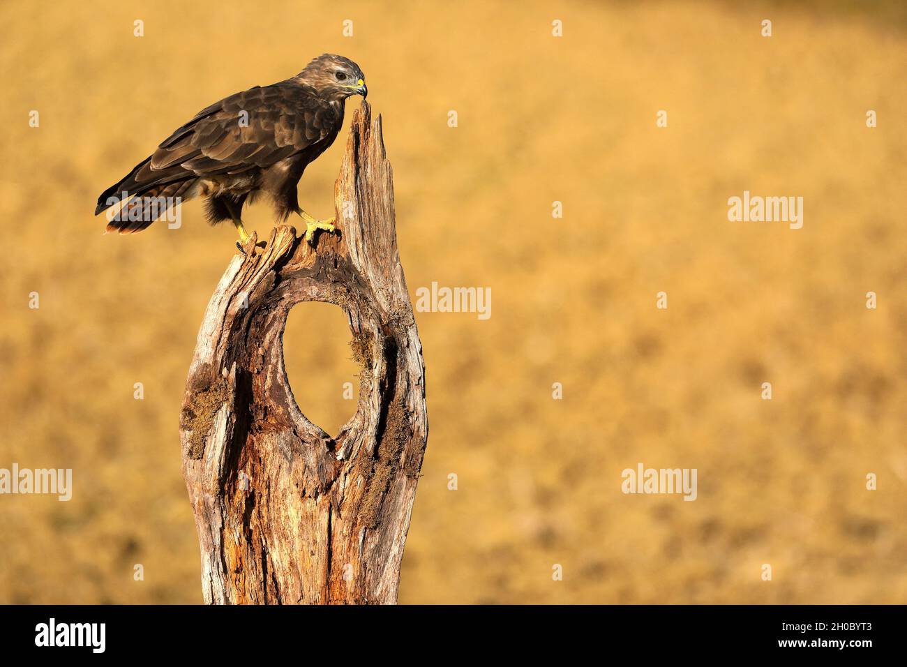 Common Buzzard (Buteo buteo) on a dead tree, France Stock Photo - Alamy