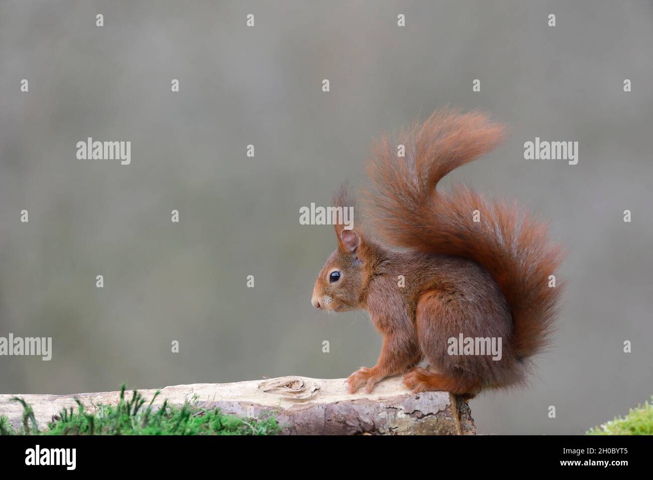 Red squirrel (Sciurus vulgaris) on a log, France Stock Photo - Alamy