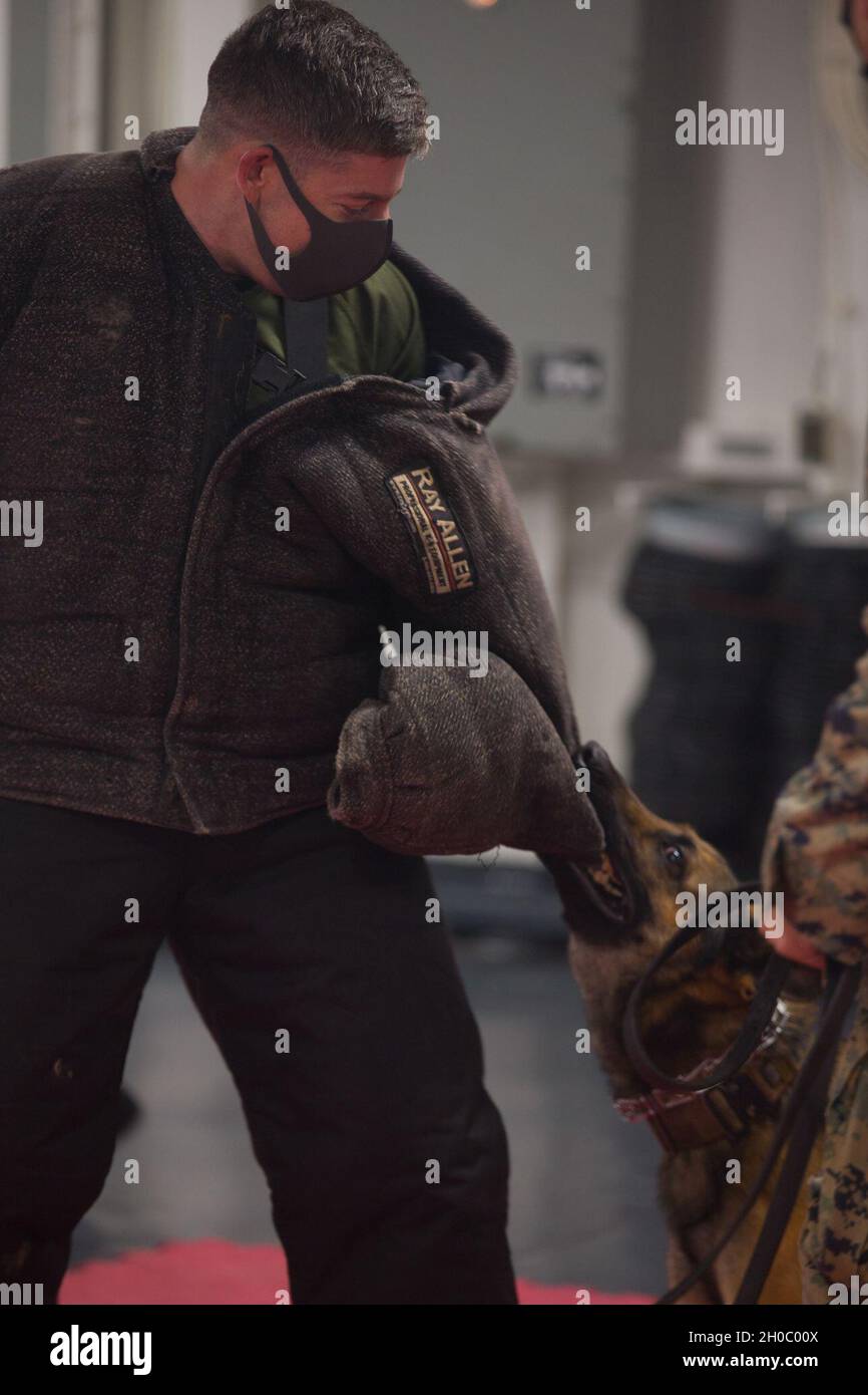 Pedro, a military working dog (MWD), performs a bite demonstration on U ...