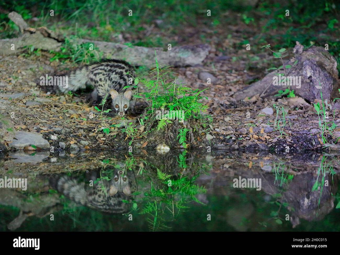 Small-spotted genet (Genetta genetta) at the water's edge at night ...