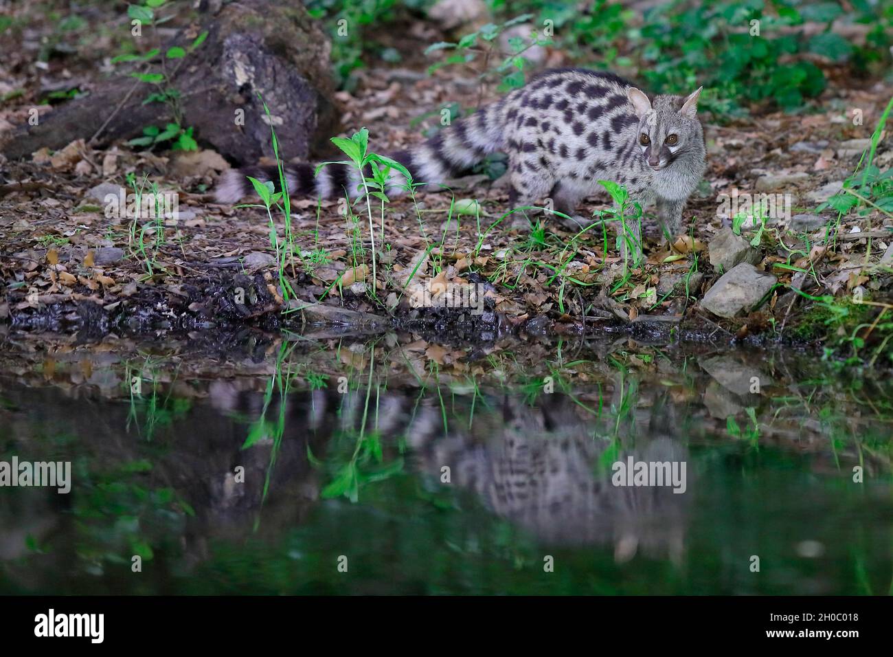 Small-spotted genet (Genetta genetta) at the water's edge at night ...