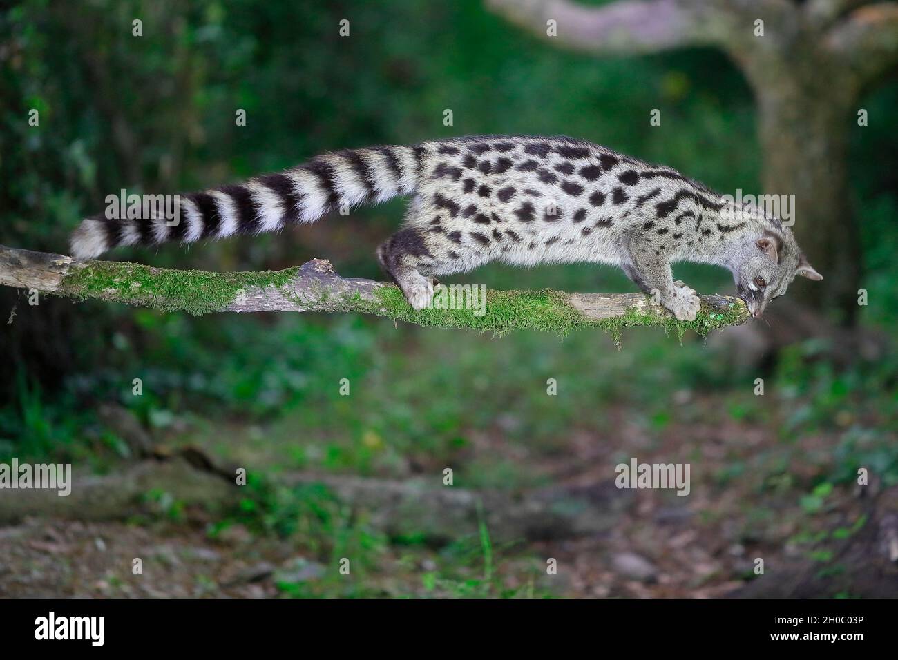 Small-spotted genet (Genetta genetta) moving on abranch at night Stock ...