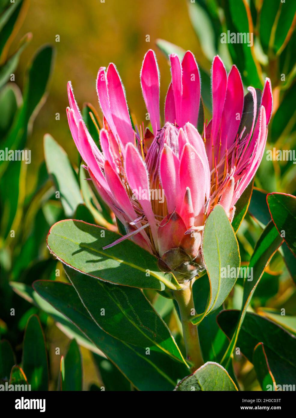 Bot River protea, Bot River sugarbush, duinesuikerbos, suikerkan or ...