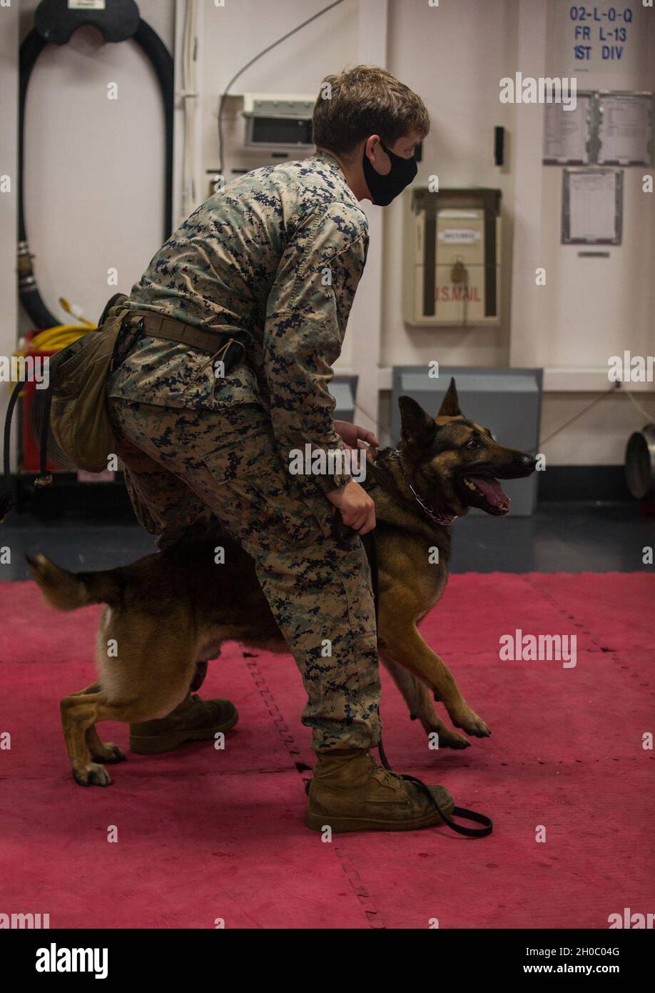 U.S. Marine Corps Sgt. Rocco S. Vecchio, a military working dog handler ...