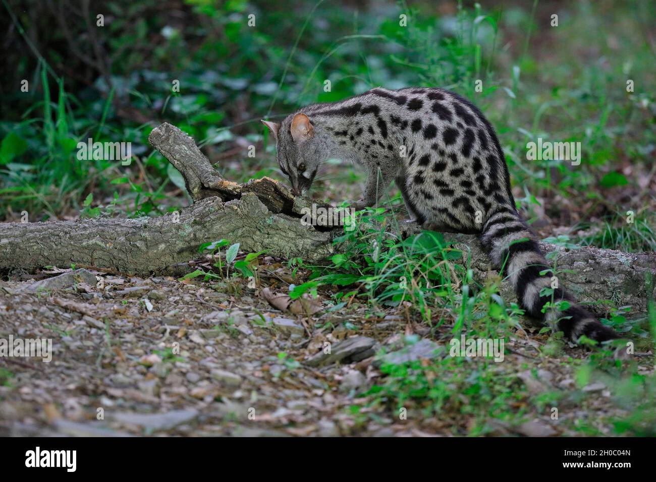 Small-spotted genet (Genetta genetta) moving on ground Stock Photo - Alamy