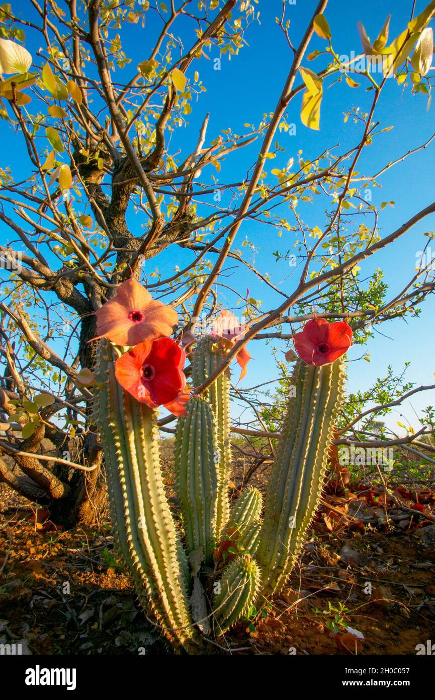 Hoodia gordonii High Resolution Stock Photography and Images - Alamy