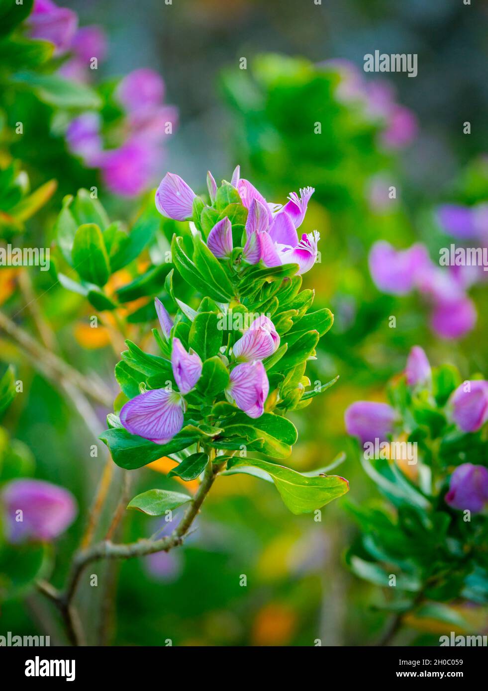 September bush, septemberbossie, augustusbossie or blouertjie (Polygala ...