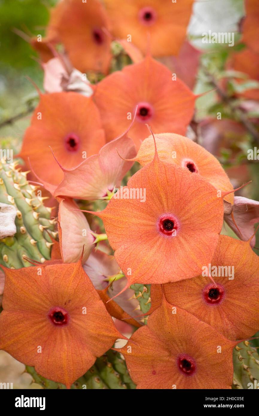 Hoodia gordonii hi-res stock photography and images - Alamy