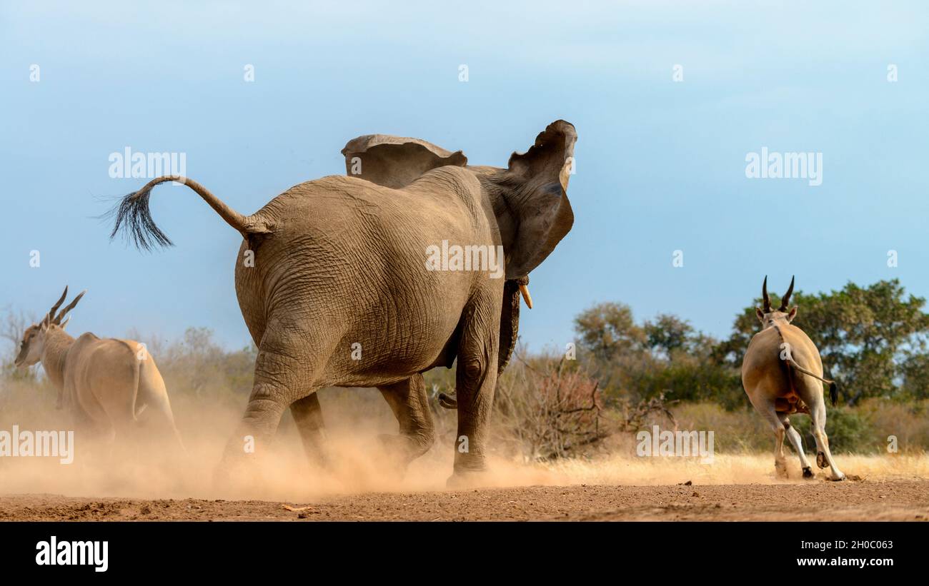 Common eland , also known as the southern eland or eland antelope ...