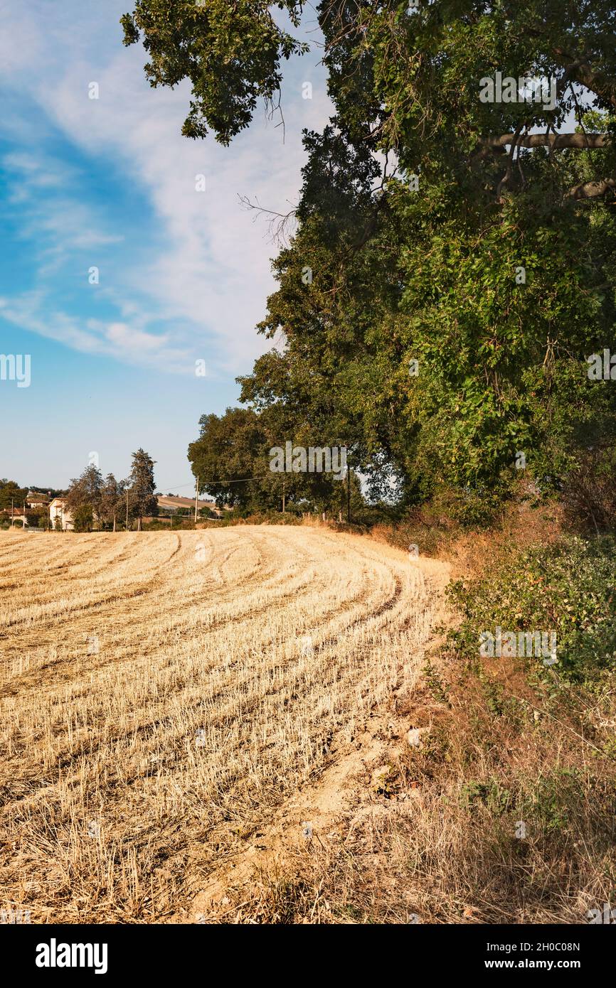 Beautiful countryside landscape at dusk, fields and trees Stock Photo ...