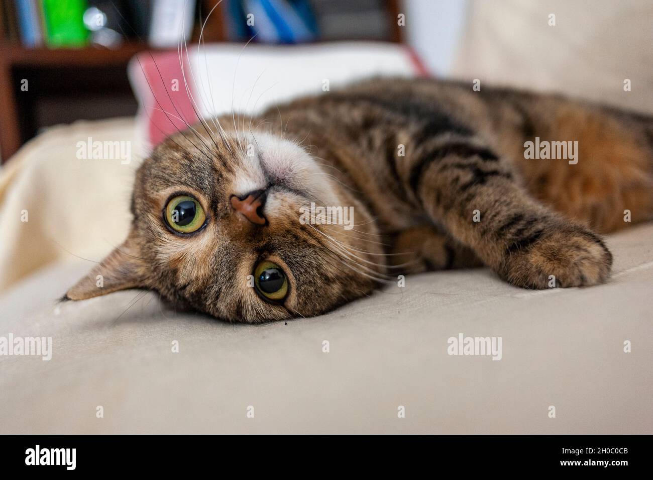 Gato felis catus hi-res stock photography and images - Alamy