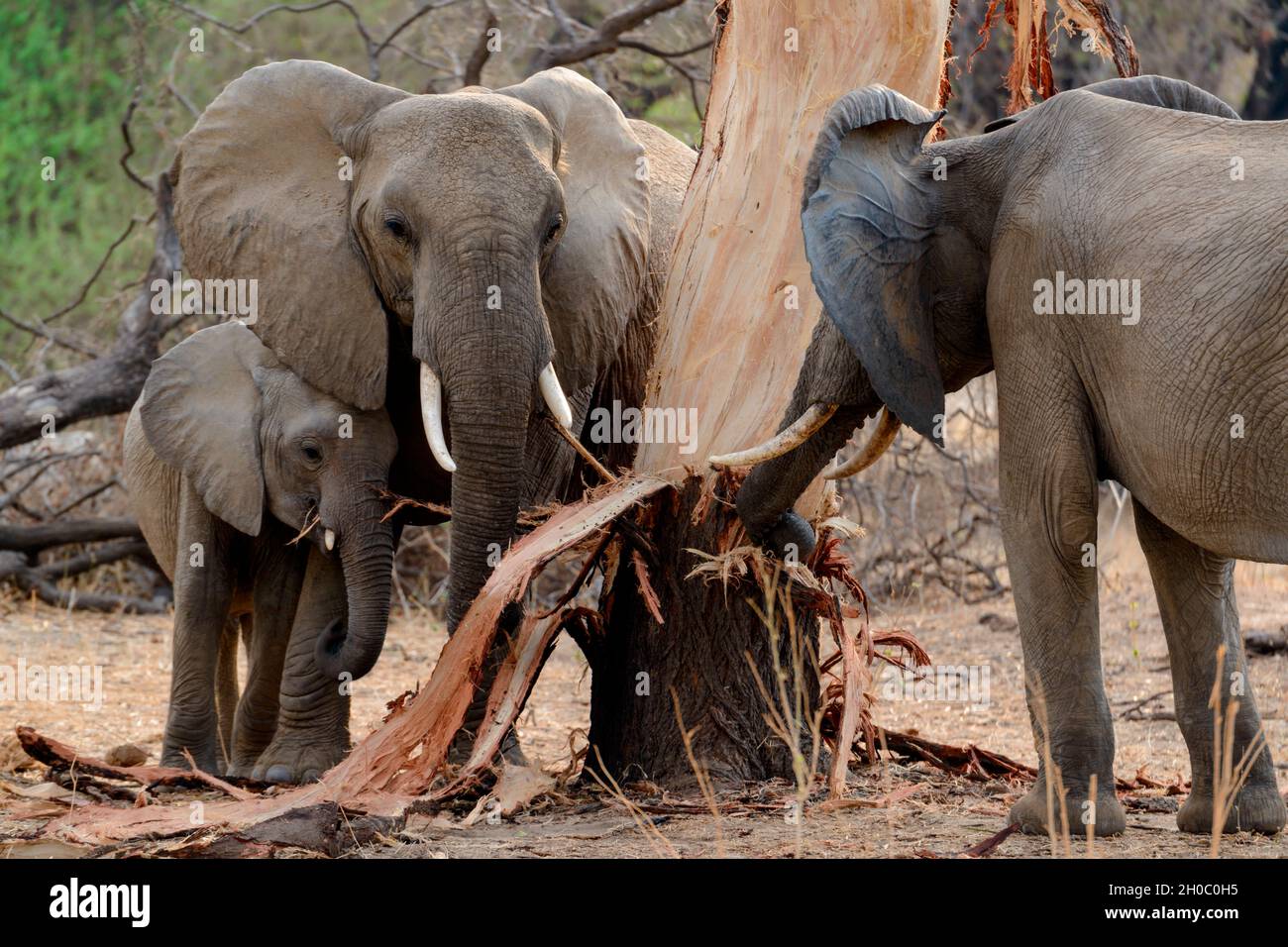 Elephant bark stripping loxodonta africana hi-res stock photography and ...