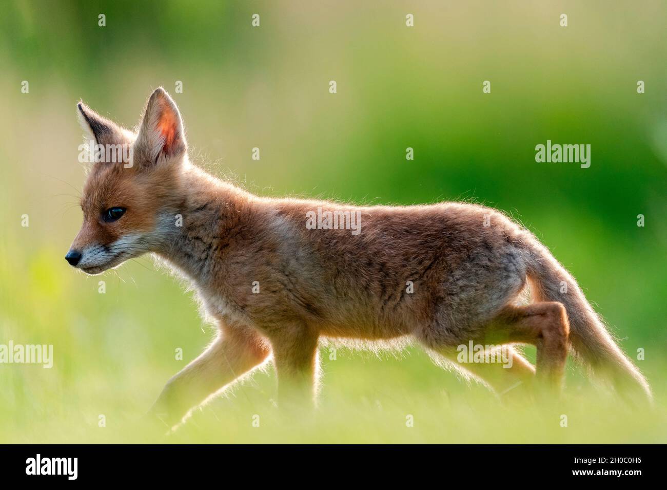 Little fox in the grass. I took this picture in afternoon Stock Photo ...