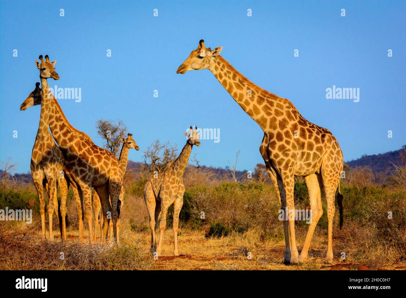 South African giraffe or Cape giraffe (Giraffa camelopardalis giraffa ...
