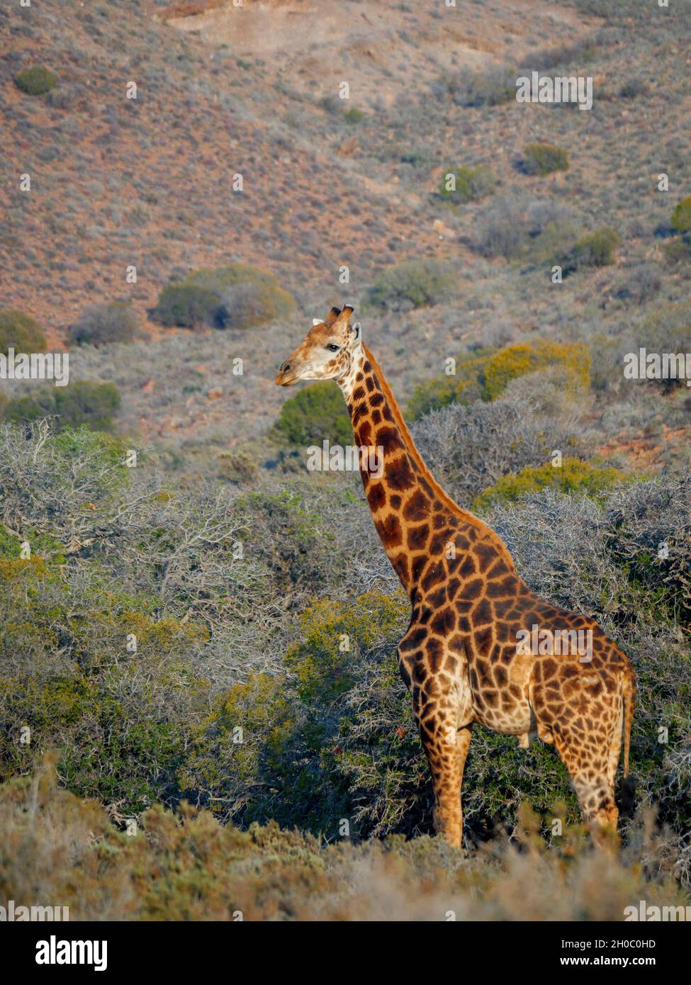 South African giraffe or Cape giraffe (Giraffa camelopardalis giraffa ...
