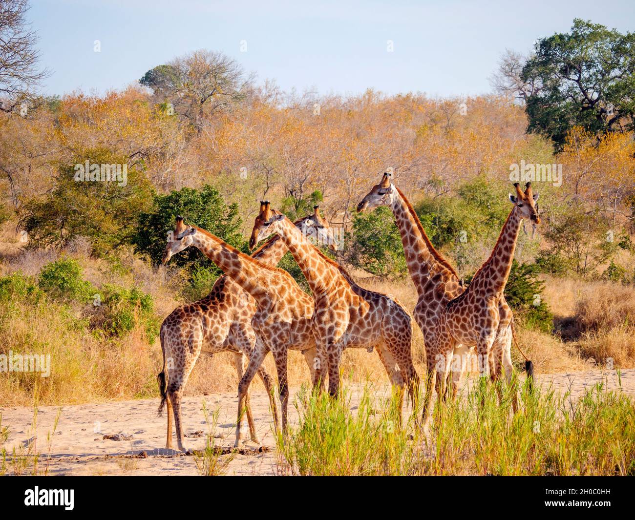 South African giraffe or Cape giraffe (Giraffa camelopardalis giraffa ...