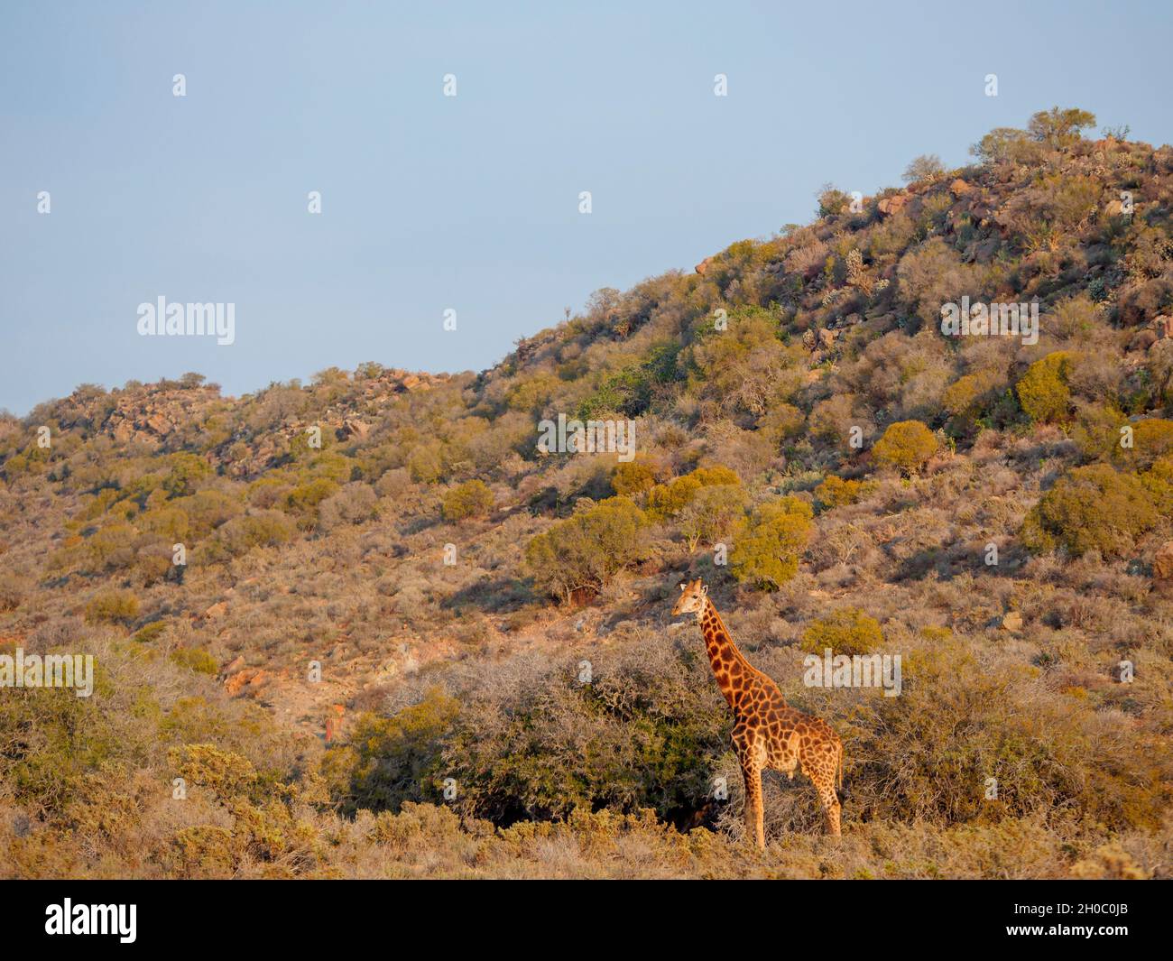 South African giraffe or Cape giraffe (Giraffa camelopardalis giraffa ...