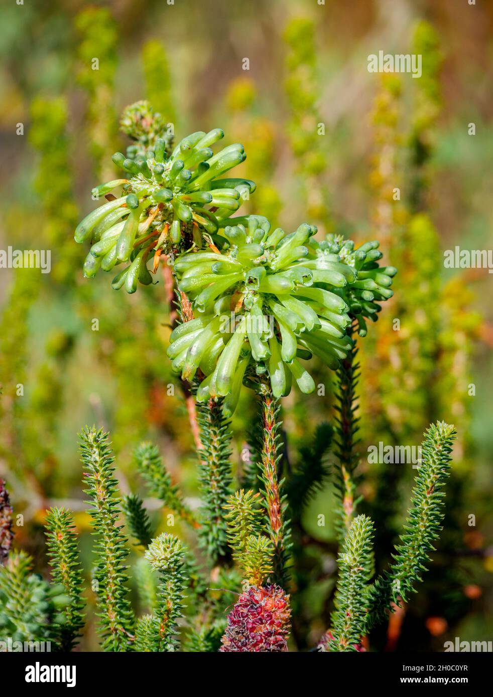 Erica fynbos hi-res stock photography and images - Alamy
