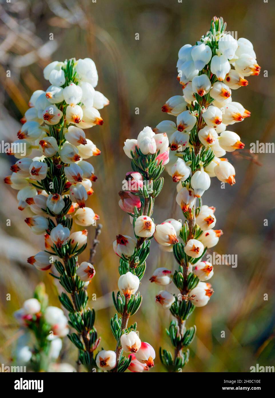 Erica species south africa hi-res stock photography and images - Alamy