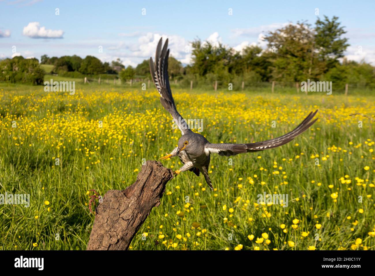 Cuckoo (Cuculus canorus) flying above buttercup (Ranunculus Stock Photo ...