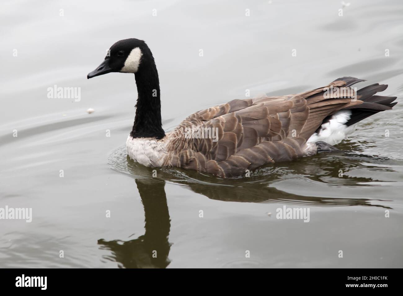 Canada goose (Branta canadensis) is a large wild goose on lake in ...