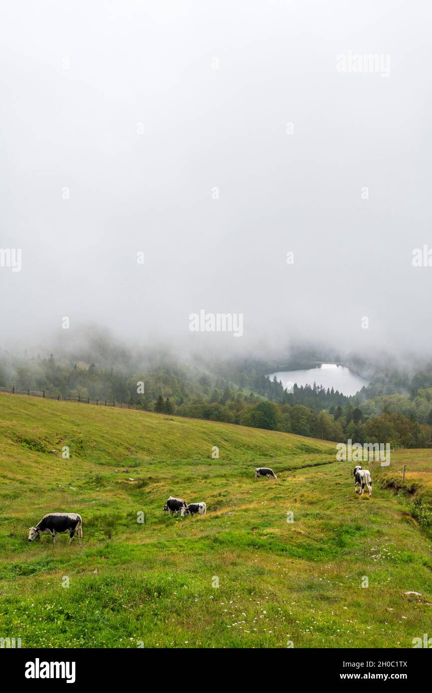 Vosgian cow in a meadow in summer, Le Hohneck, Vosges, France Stock ...