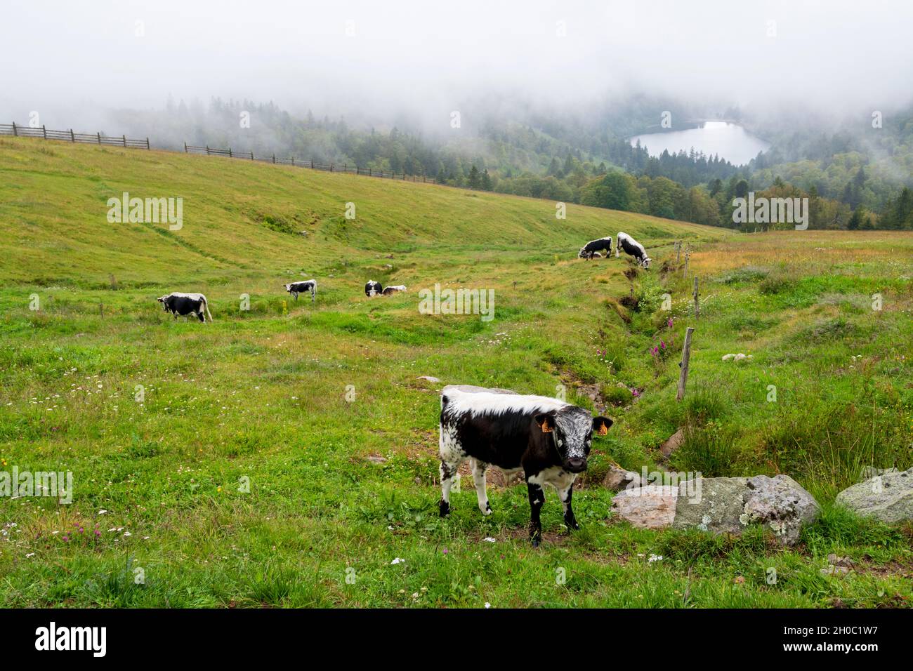 Vosgian cow in a meadow in summer, Le Hohneck, Vosges, France Stock ...