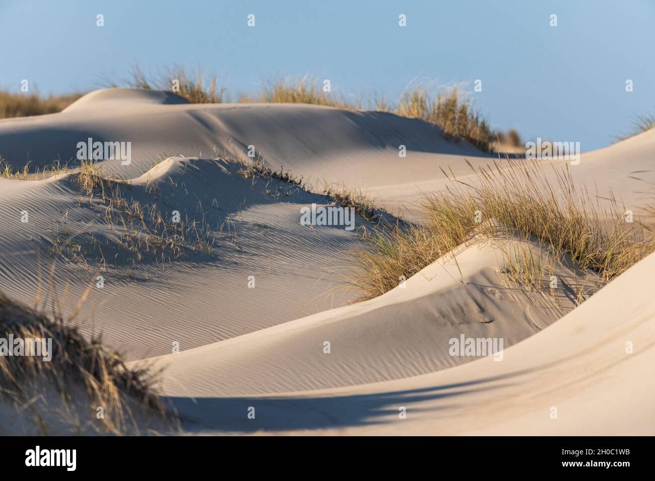 Dune landscape of the Opal Coast in spring, Pas de Calais, France Stock ...