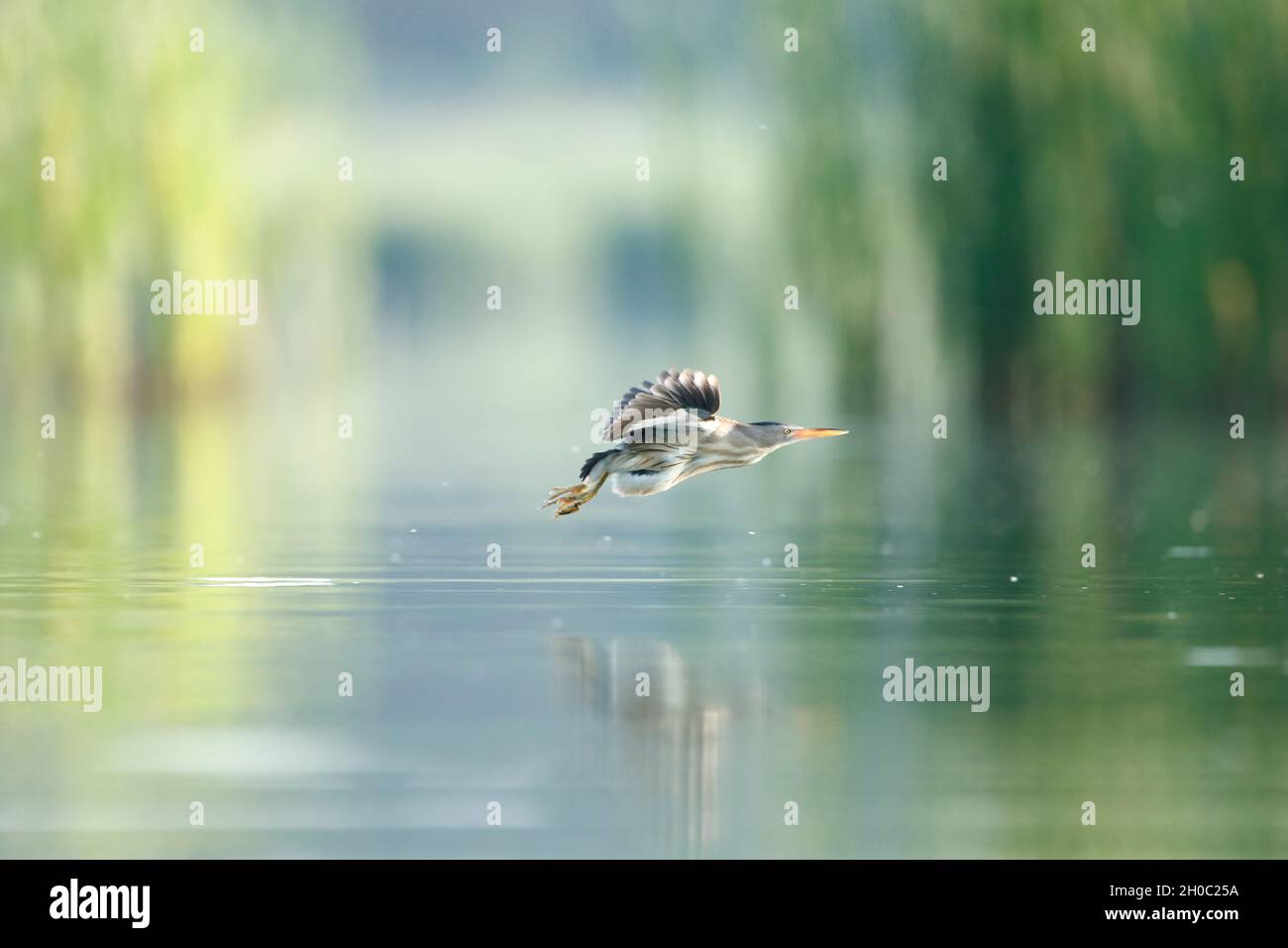 Little bittern (Ixobrychus minutus) in flight over the water surface ...