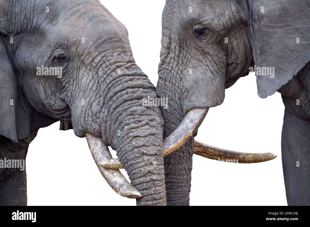 Two head elephant High Resolution Stock Photography and Images - Alamy