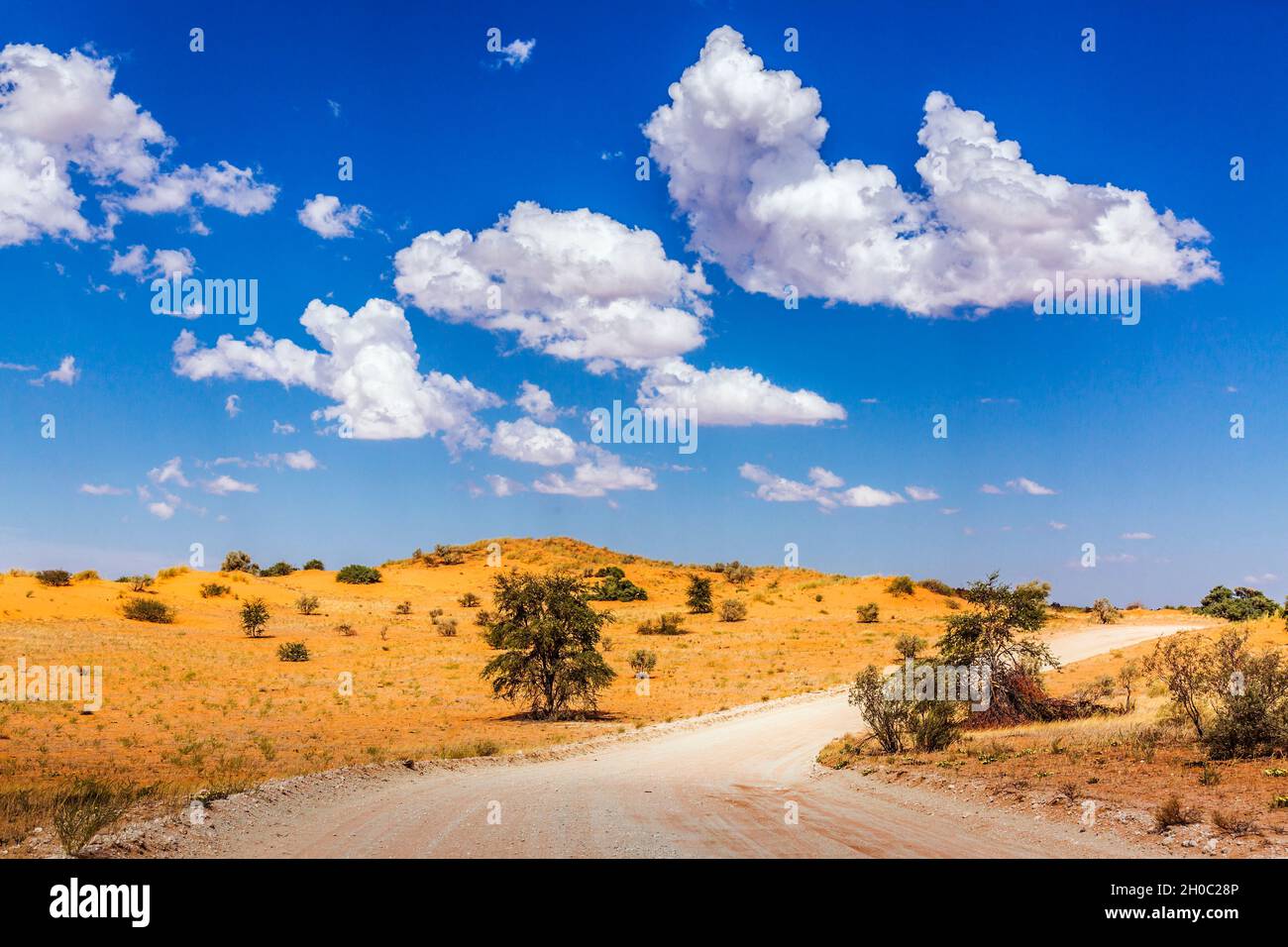 Desert red dune safari road in Kgalagadi transfrontier park, South ...