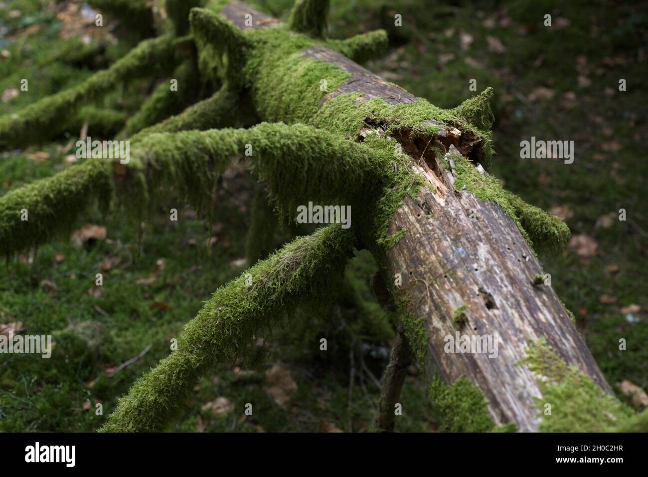 Bryophyta bryophyte moss plant hi-res stock photography and images - Alamy