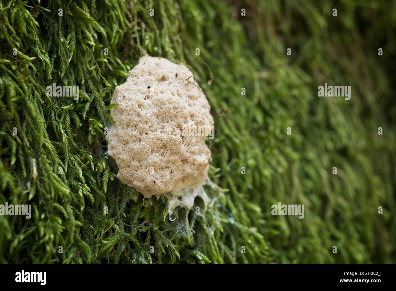 Myxomycete (Fuligo sp.) on moss in a forest in the Jura, France Stock ...