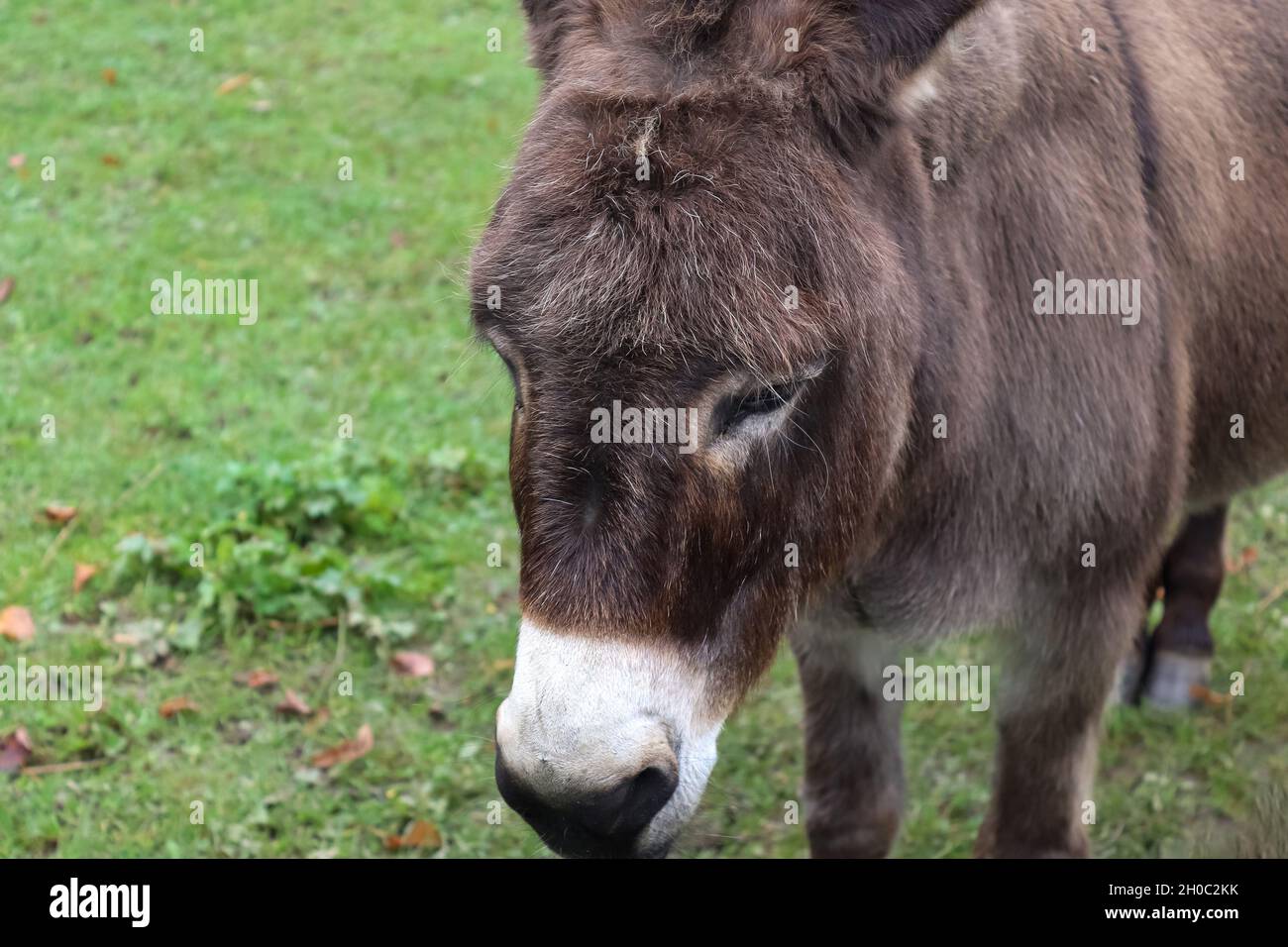 Good looking donkey hi-res stock photography and images - Alamy