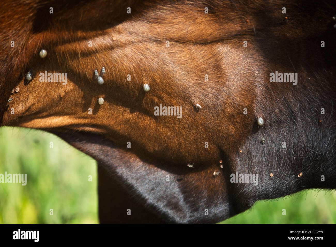 Ticks on cattle in summer, France Stock Photo - Alamy