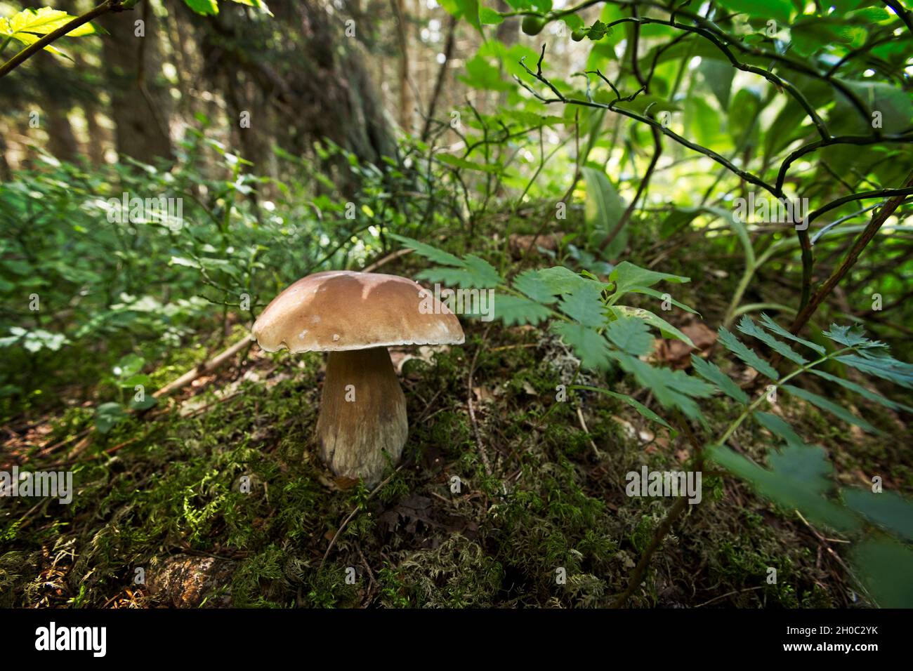 King Bolete (Boletus edulis) in a forest in the Jura, France Stock ...