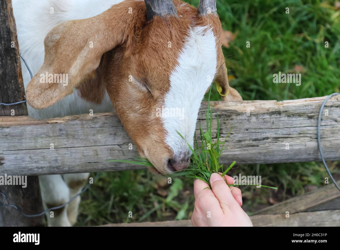 Grass fed goats hi-res stock photography and images - Alamy
