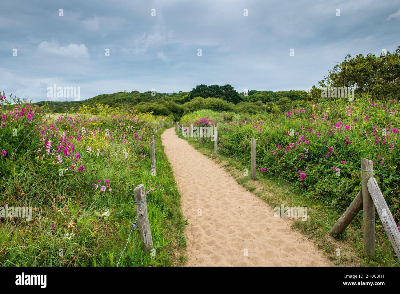 Dune path lined with sweet peas (Lathyrus sp) in summer, Ille-et ...