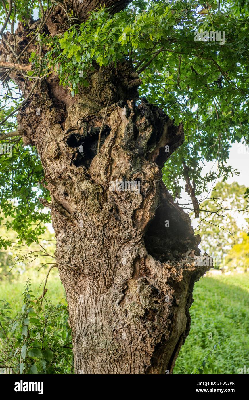 Tree trunk with a monster face in the bocage, Combourg, Ille-et-Vilaine ...