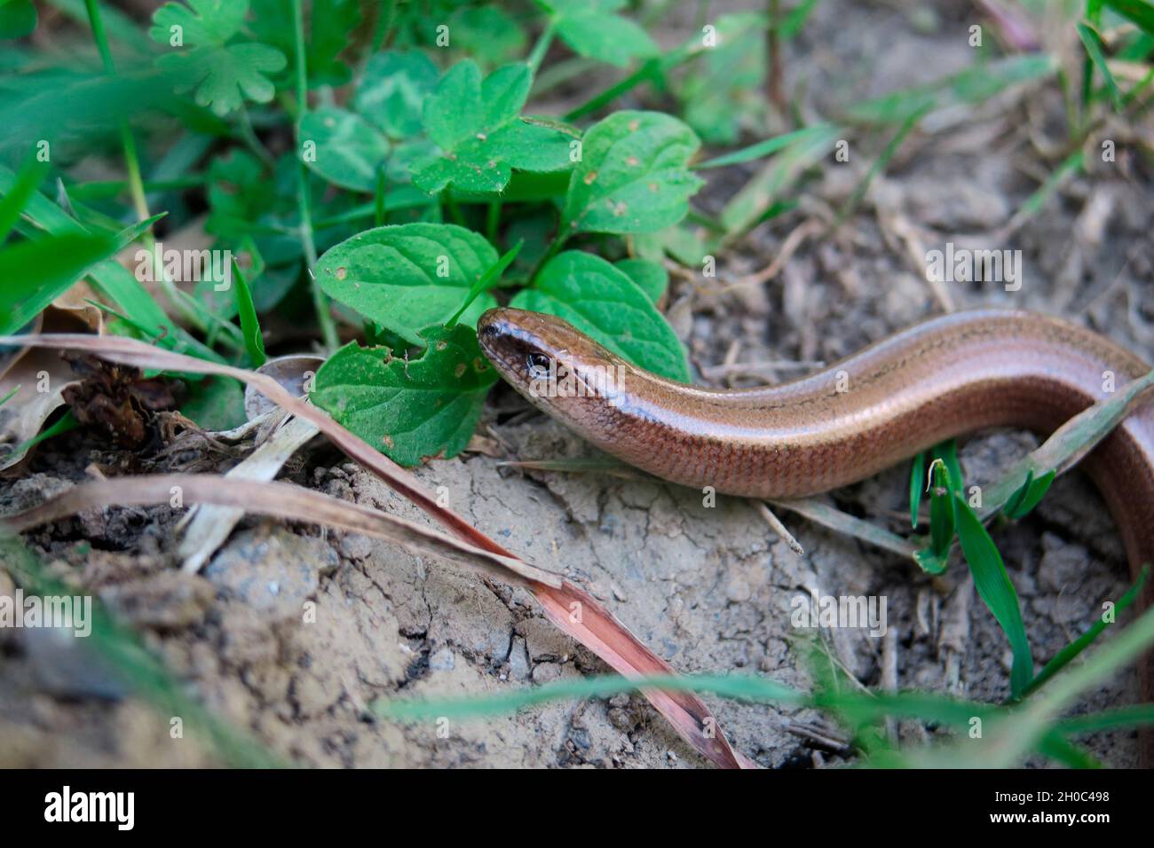 Slow worm (Anguis fragilis) portrait, Asturias, Spain Stock Photo - Alamy