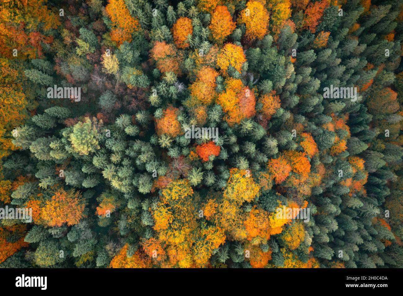 Aerial top view deciduous forest hi-res stock photography and images ...